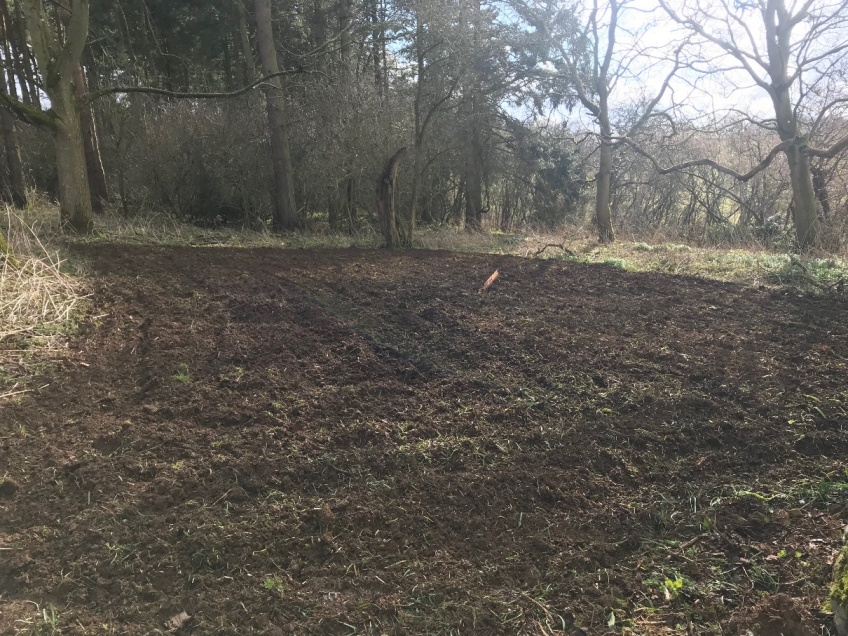 Woodland Clearing & Path